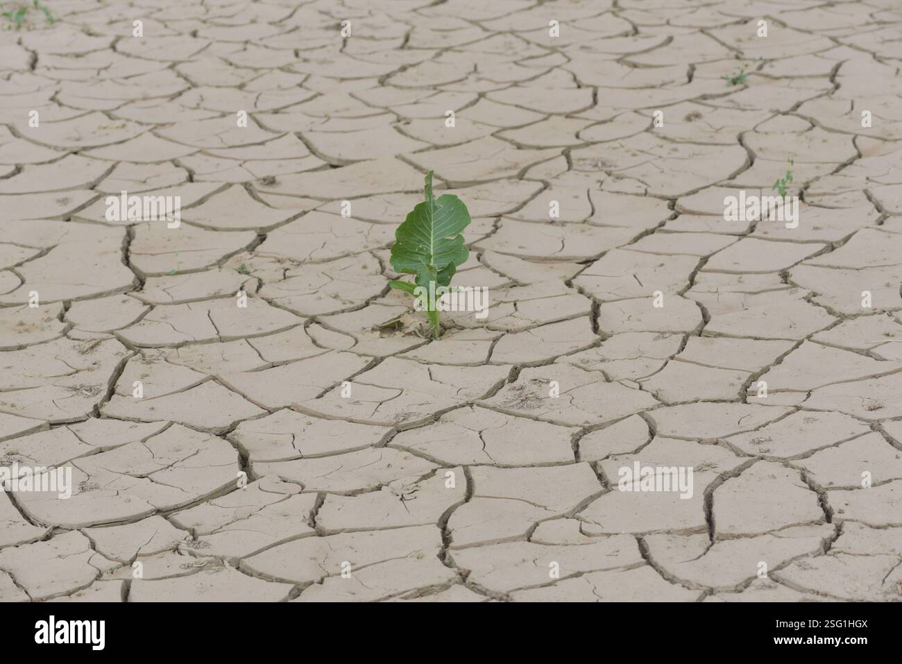 drought in agriculture on the field,dryness in time drought in ...