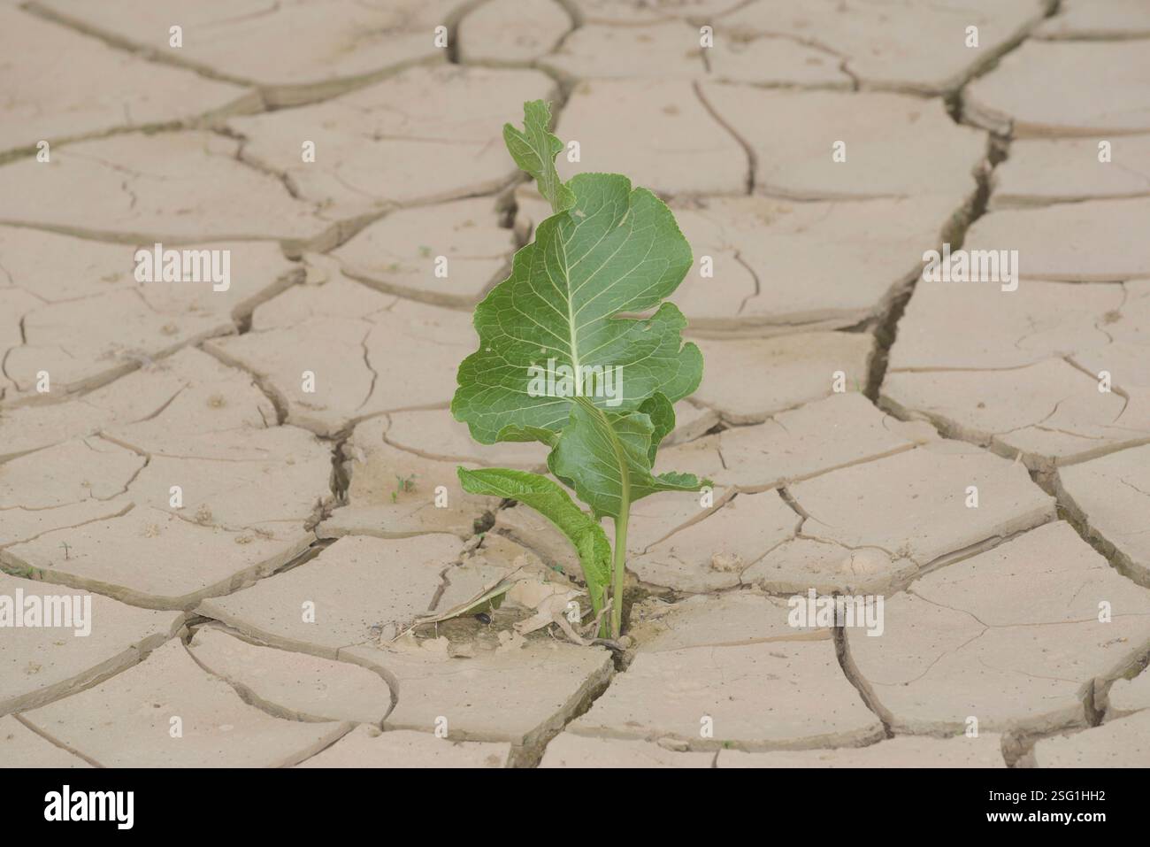 drought in agriculture on the field,dryness in time drought in ...