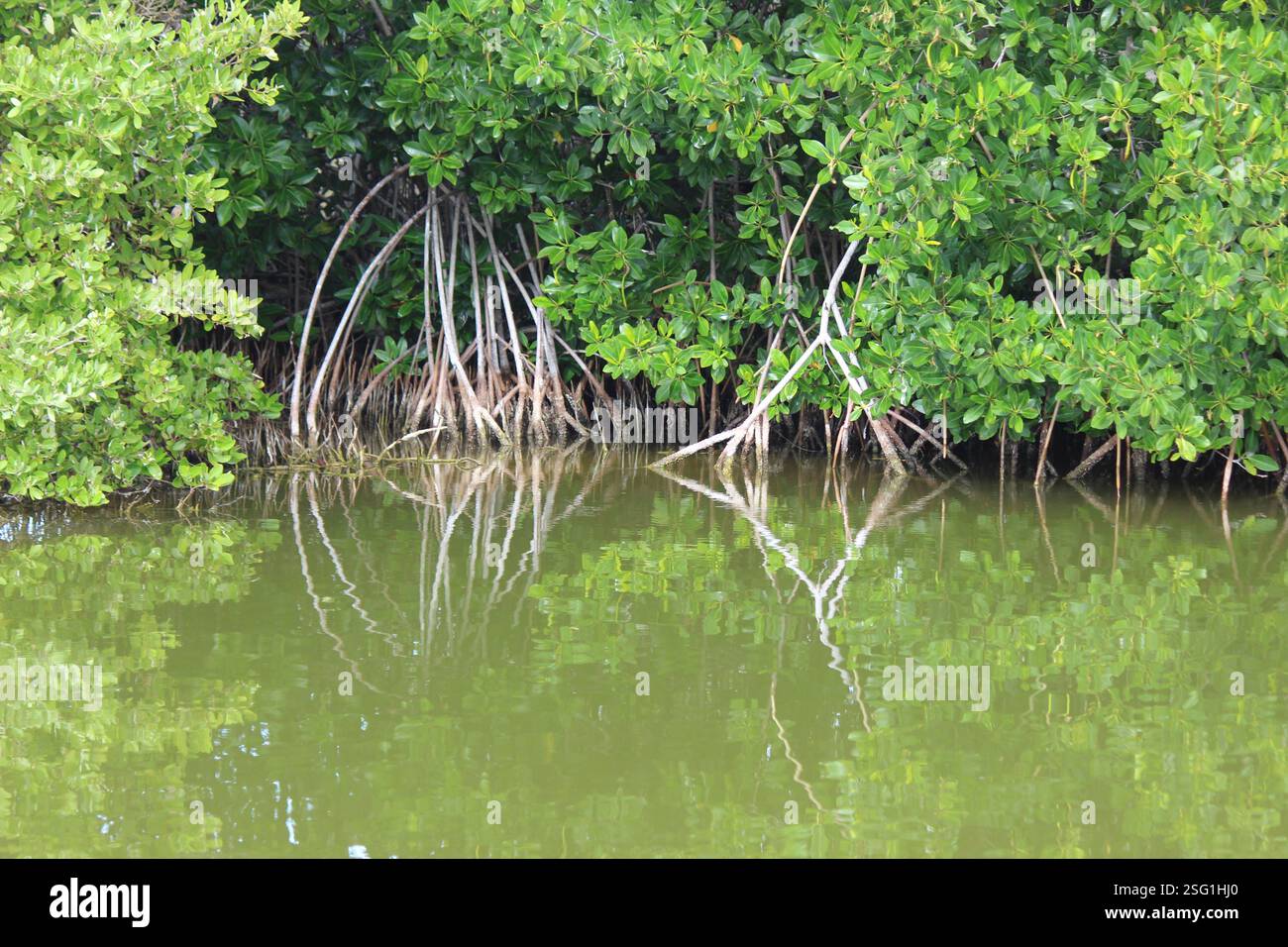 Mangrovenwaldes hi-res stock photography and images - Alamy