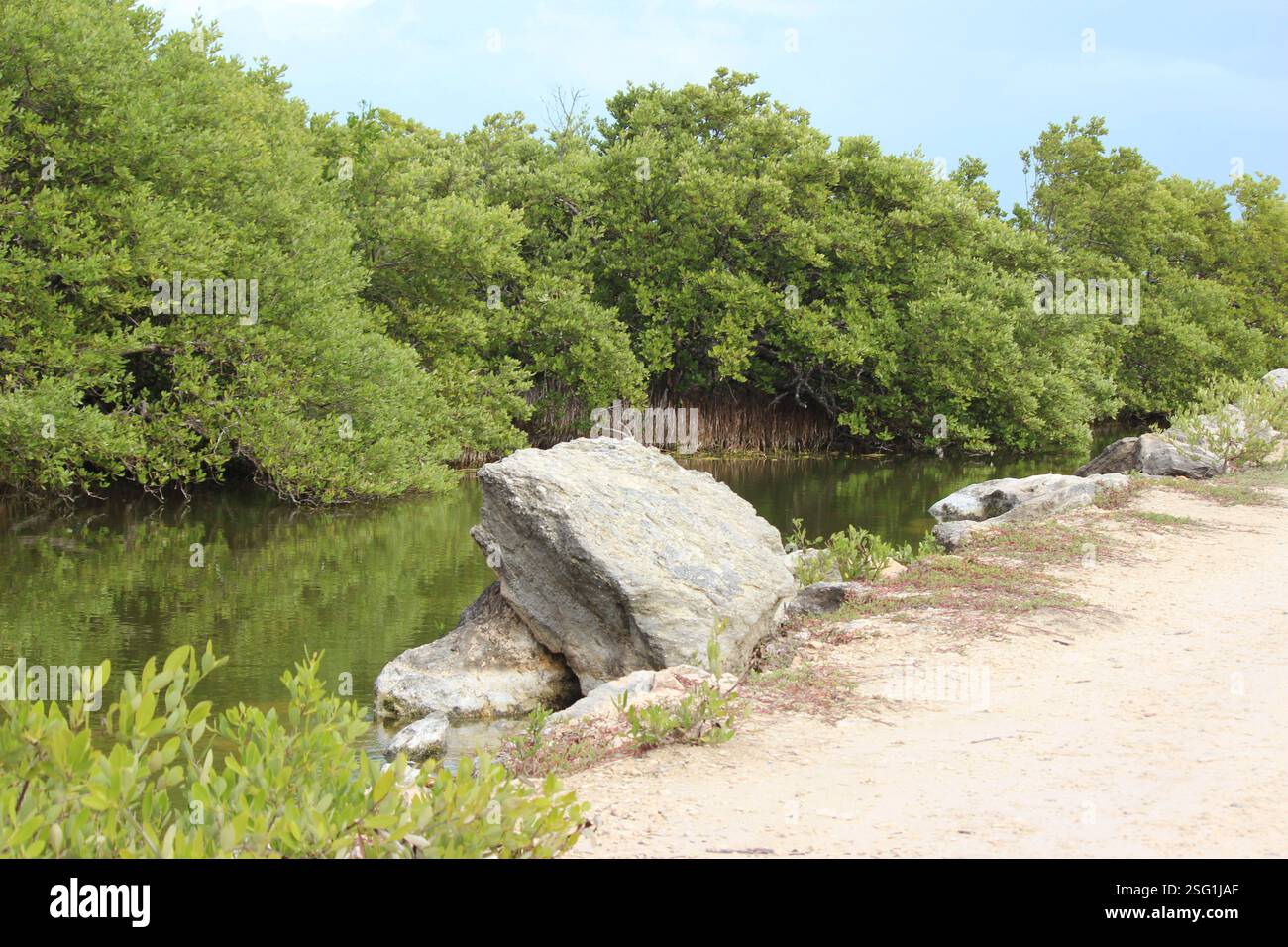 mangrove forest as important part in the tropical coastal ecosystems ...