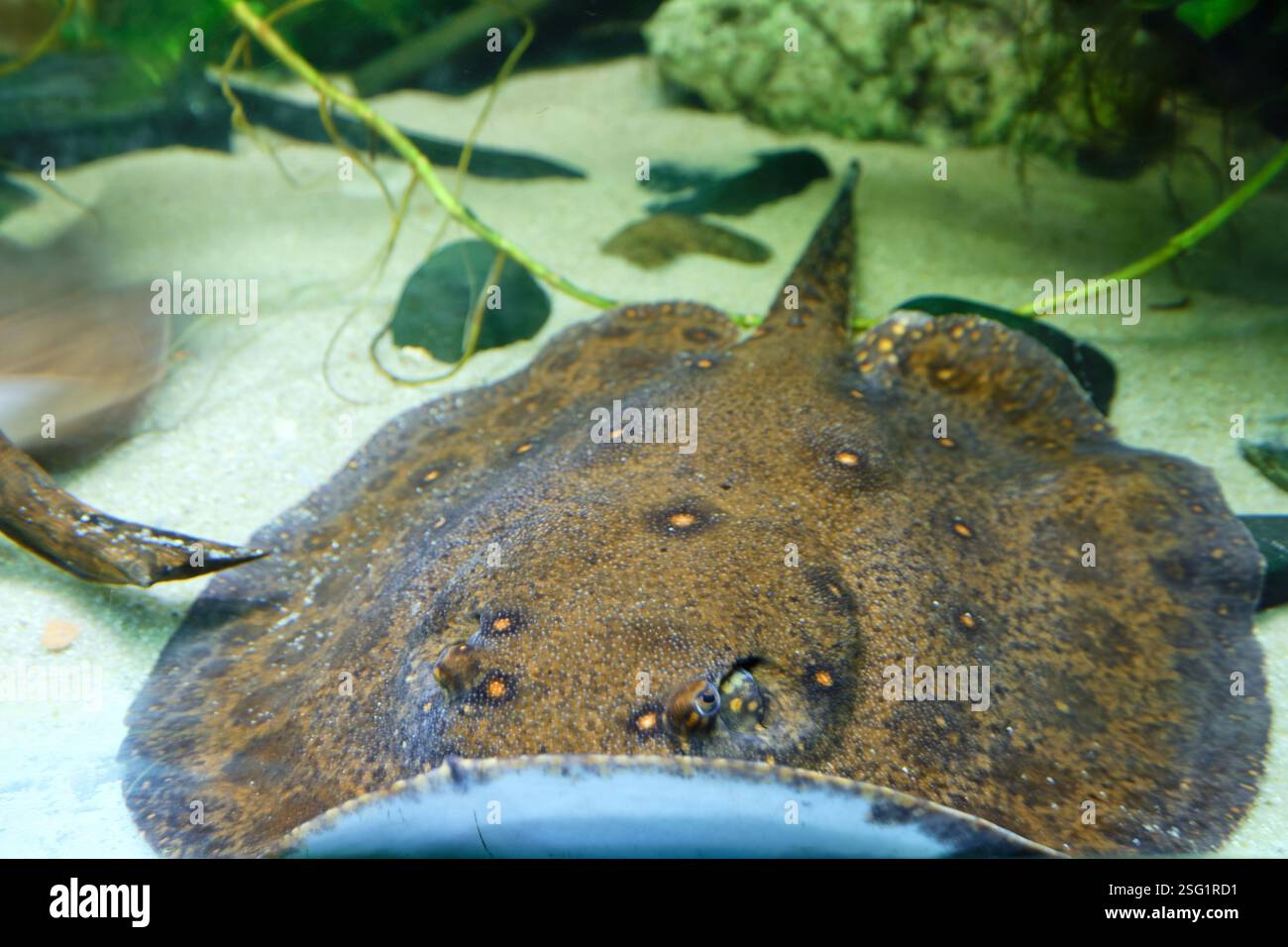 Ocellate river stingray , also known as the Black river stingray, or ...