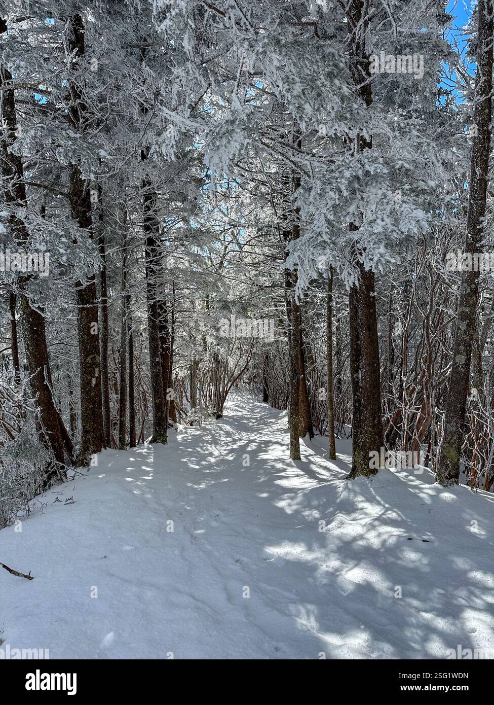 Tunnel Of Snow Along Snake Den Ridge In Great Smoky Mountains National ...
