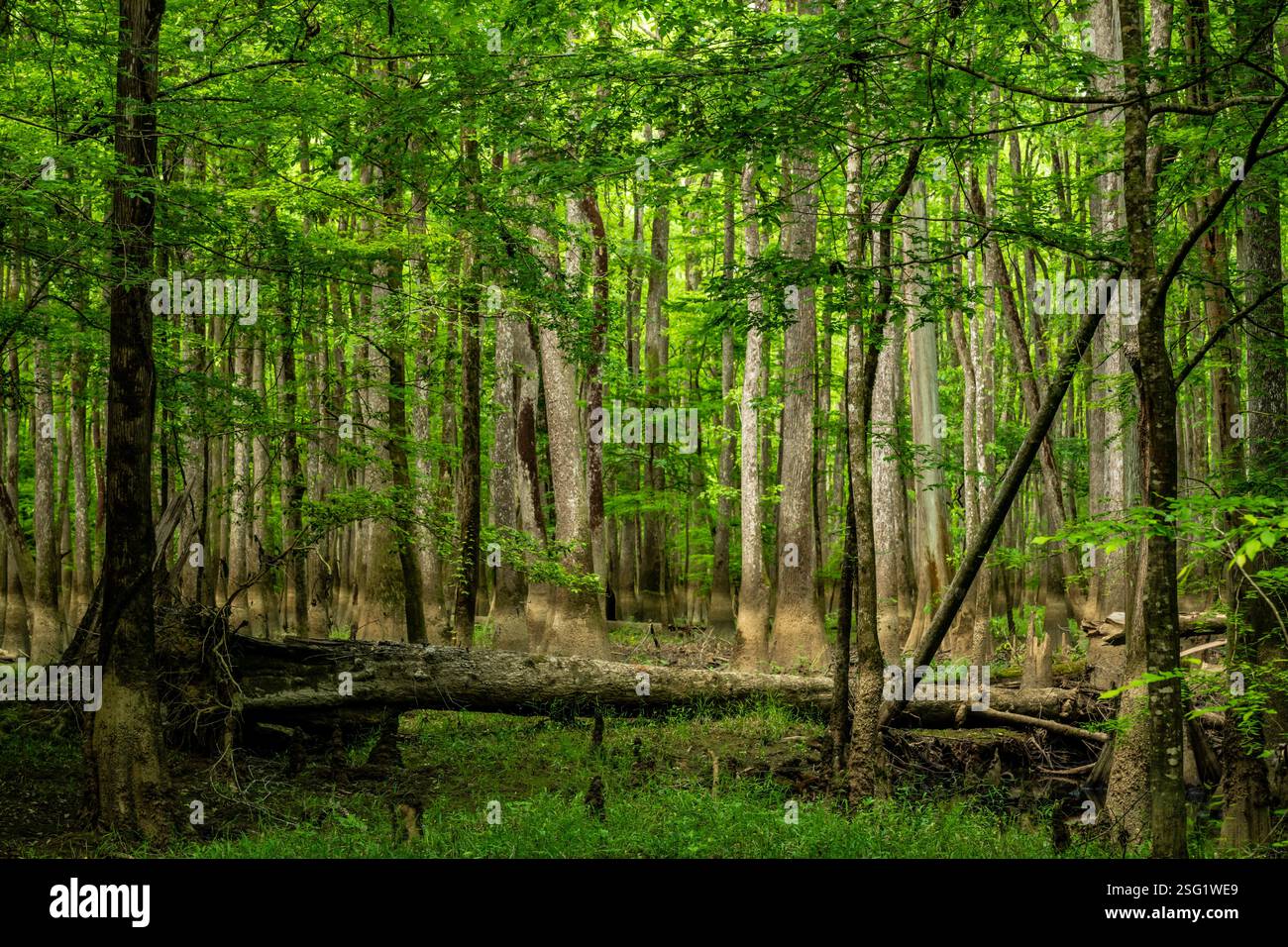 Visible Mud Line On Cypress Trees In Congaree National Park Stock Photo ...