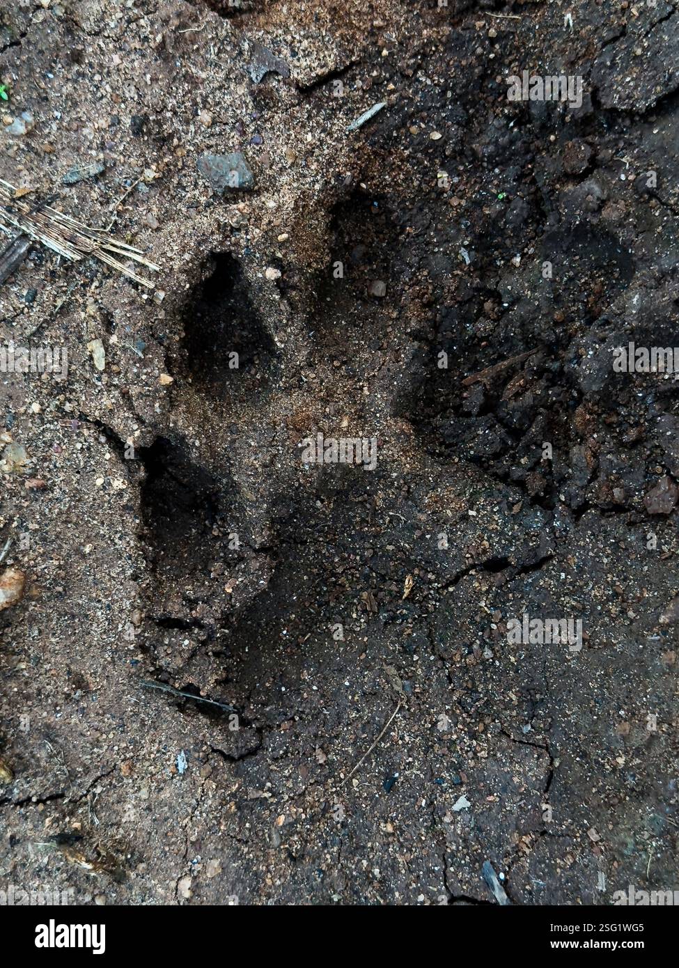 Leopard foot print - Coimbatore, India in Tamil Nadu Stock Photo - Alamy