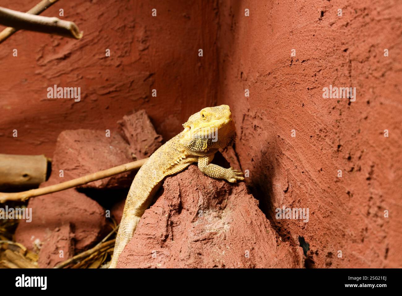 The Pogona vitticeps, known as Bearded Dragon Stock Photo - Alamy