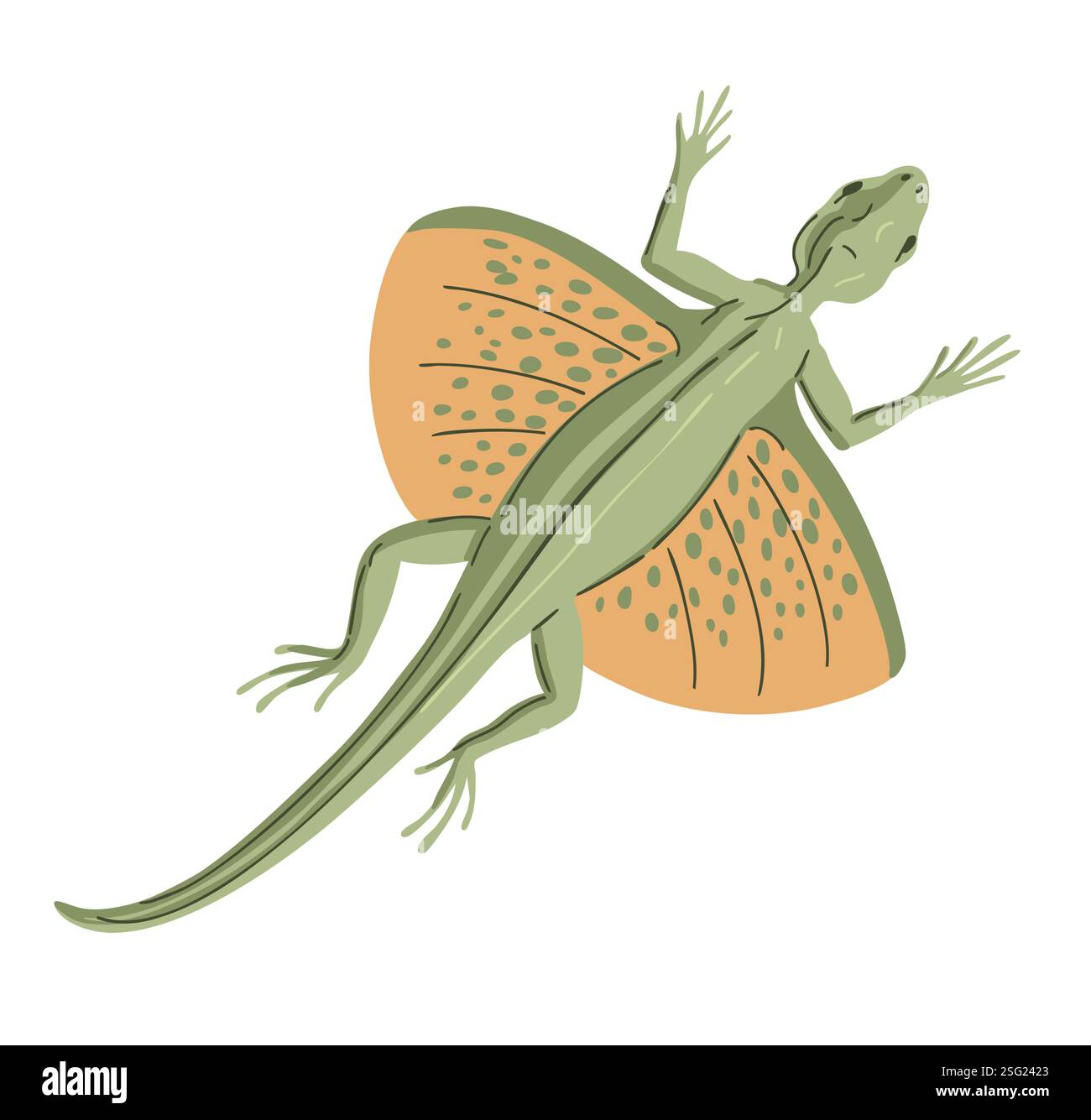 Lizard flying dragon on white background Stock Vector Image & Art - Alamy