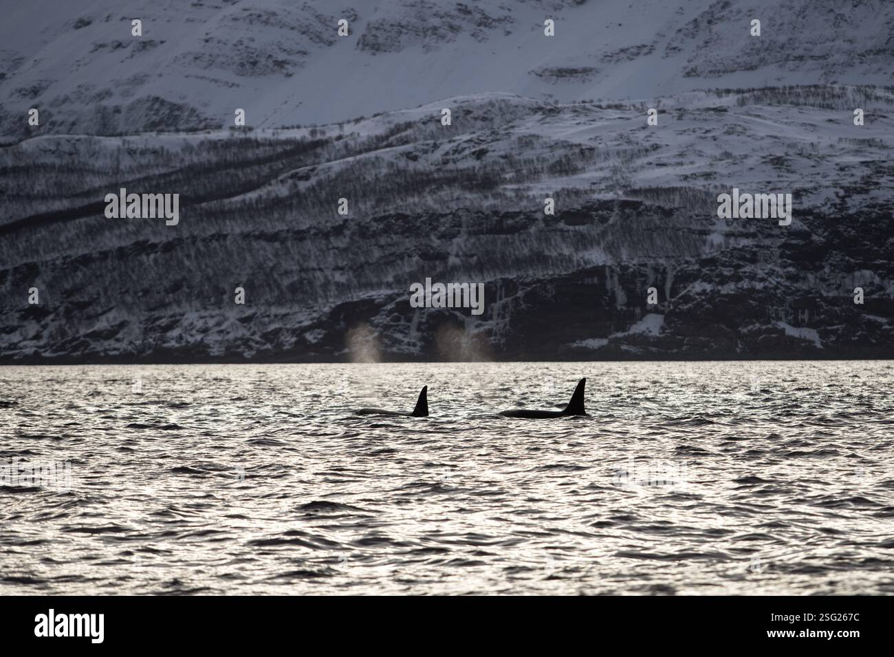 Pod of orcas on the surface. Killer whales in Norway fjords during ...