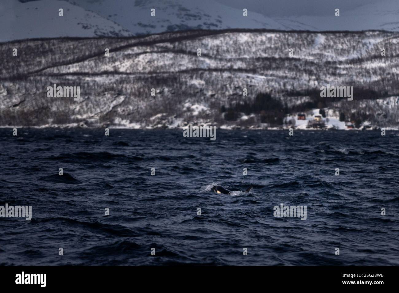 Pod of orcas on the surface. Killer whales in Norway fjords during ...