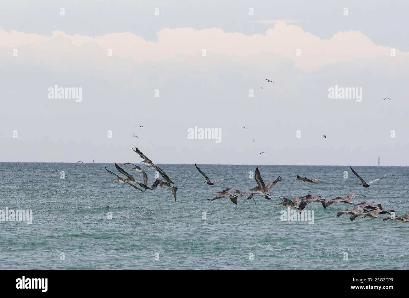A large flock of pelicans flying low over the ocean with clouds in the ...