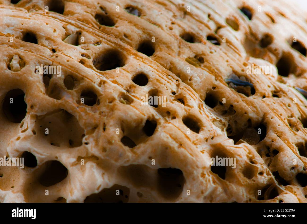 Close-up of a porous seashell highlighting intricate textures and ...