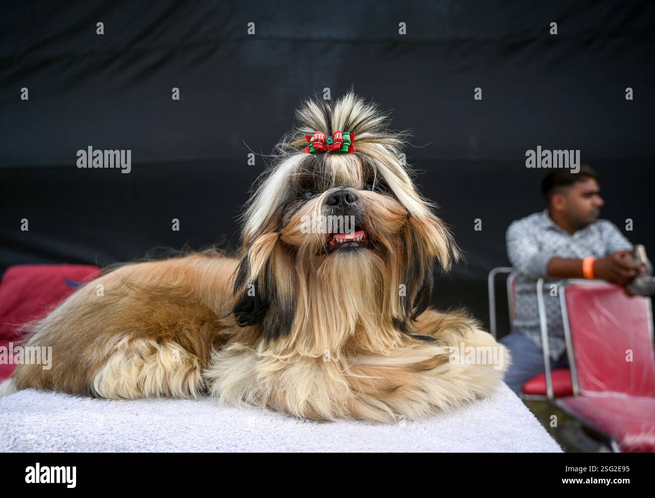 NOIDA, INDIA - FEBRUARY 9: Dogs of different breeds participated in the ...