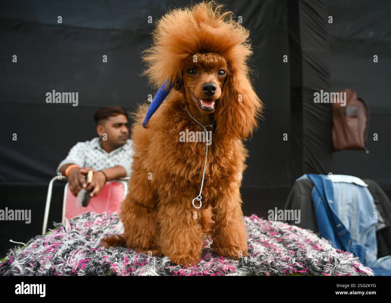 NOIDA, INDIA - FEBRUARY 9: Dogs of different breeds participated in the ...