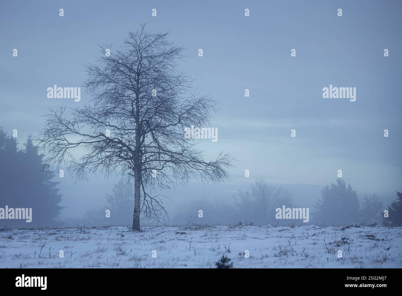 Winterberg im Schnee am 25.12.2024 Der Nebel taucht die Landschaft rund um den Kahlen Asten in ...