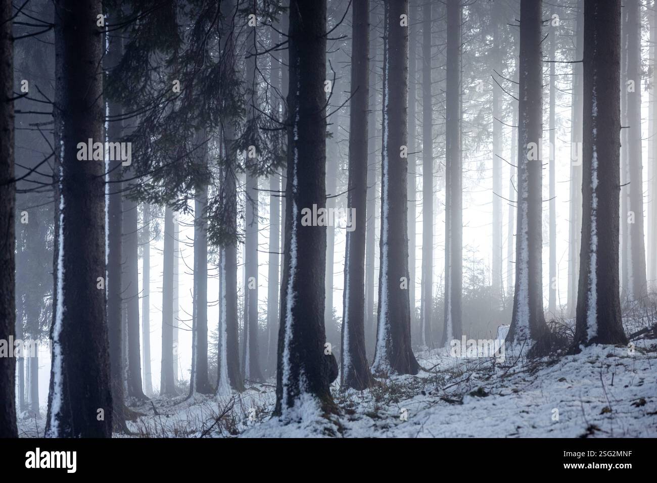 Winterberg im Schnee am 25.12.2024 Der Nebel taucht die Landschaft rund um den Kahlen Asten in ...