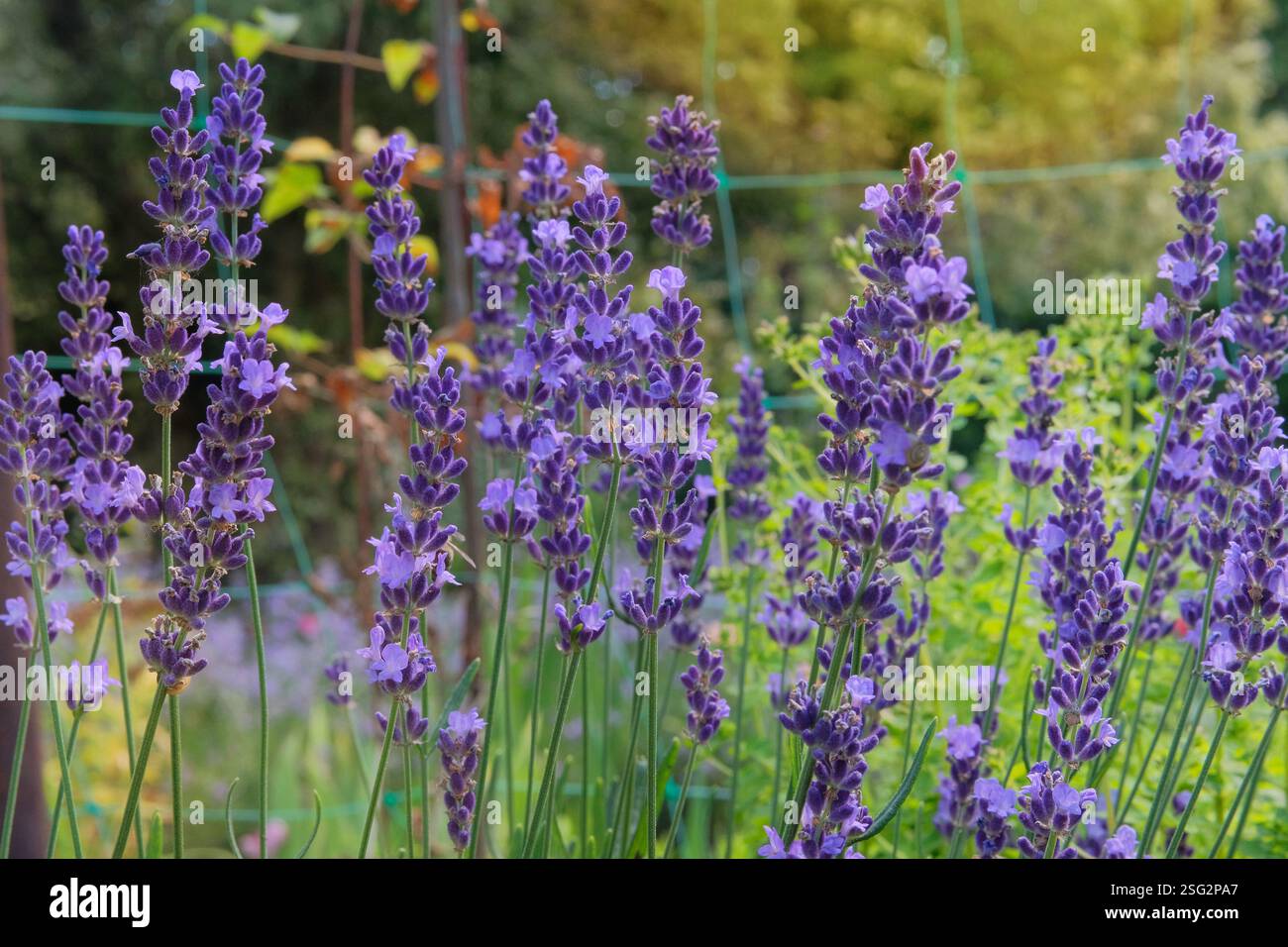 Lavandula officinalis is blooming. Evergreen shrub that blooms with ...