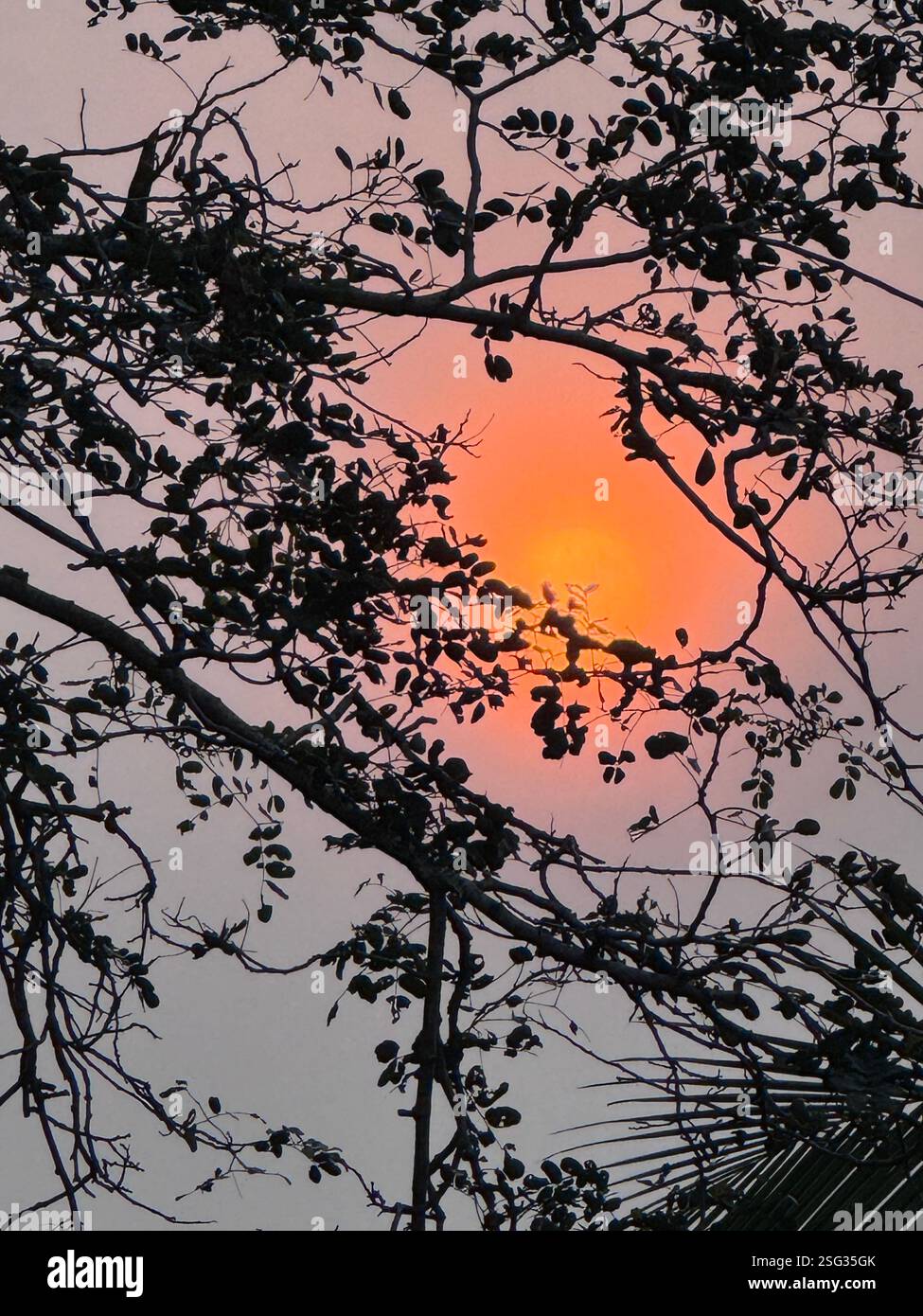 Sun ball through trees at the Sarayana Ayurvedic Hospital grounds ...
