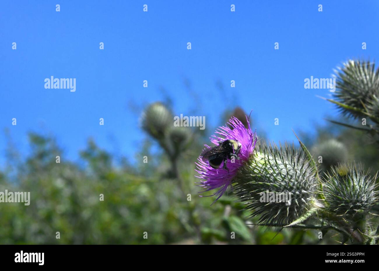 Bee busily gathers pollen from a purple thistle in Northern California ...