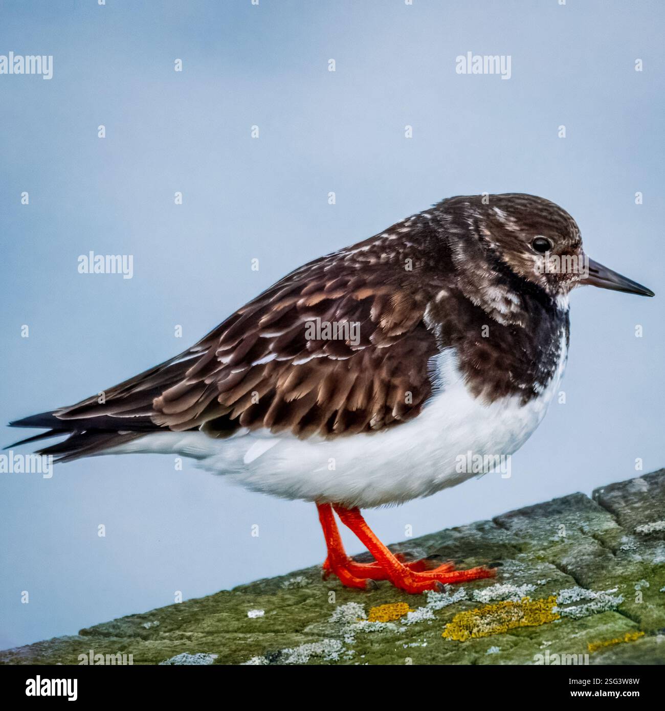 Ruddy Turnstone on West Pier in Blyth, Northumberland, 2025 Stock Photo ...