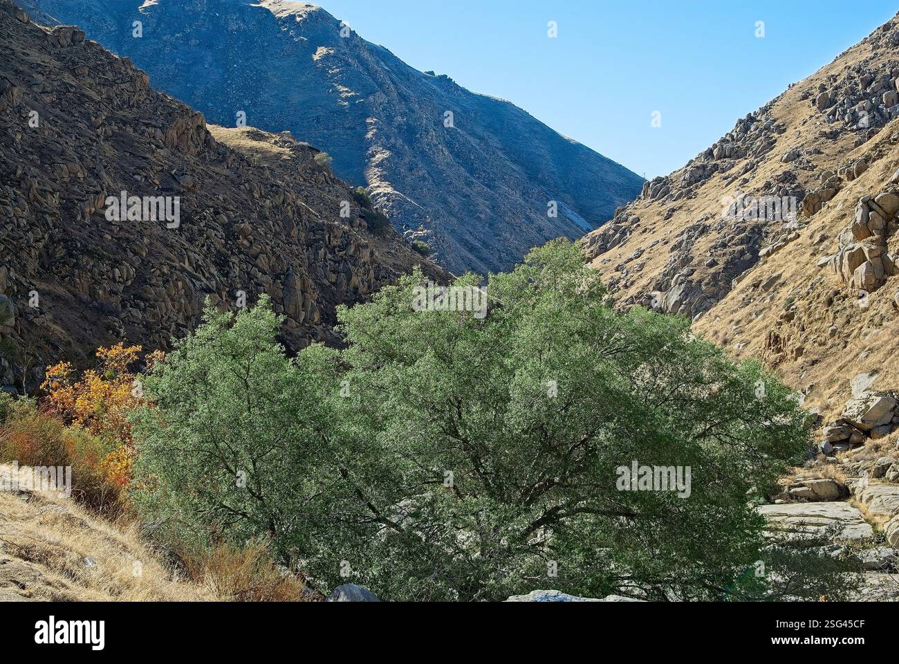 Gully in rugged Alabama hills with autumn color Stock Photo - Alamy