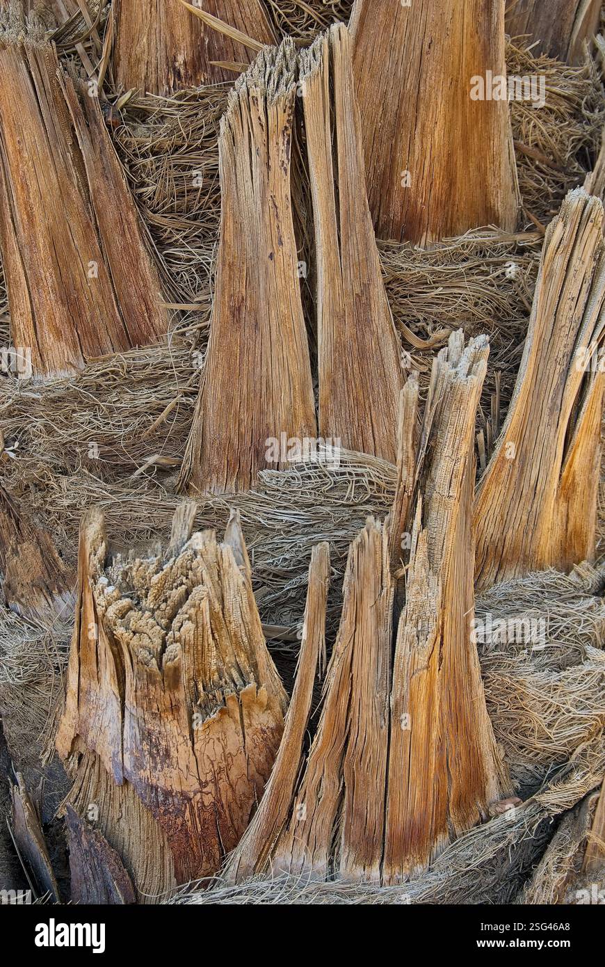 Date palm tree trunk hi-res stock photography and images - Alamy