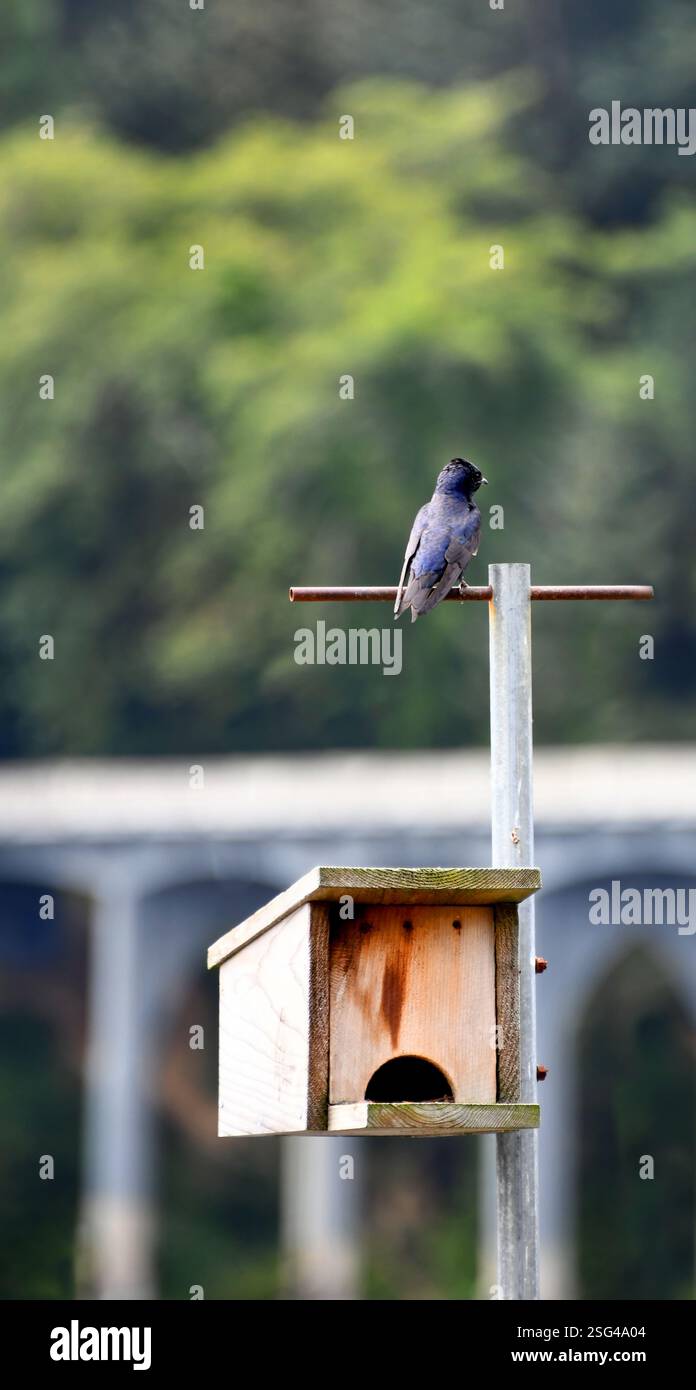 Purple Martin perches near birdhouse on the Siuslaw Bay Wildlife Area ...
