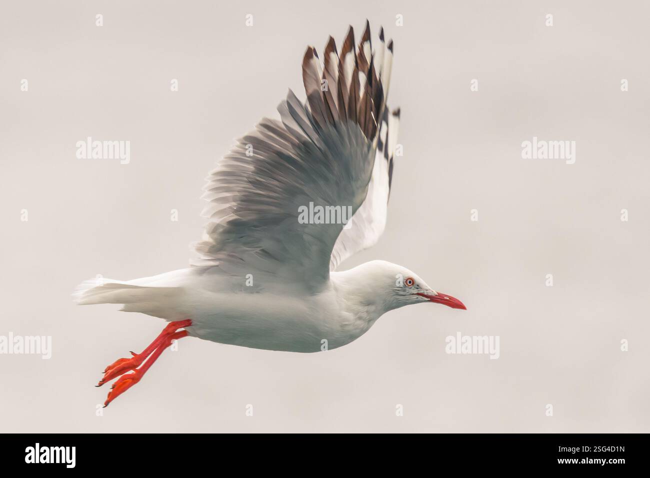 Seagull flying at the Mallacoota Inlet foreshore in Mallacoota ...
