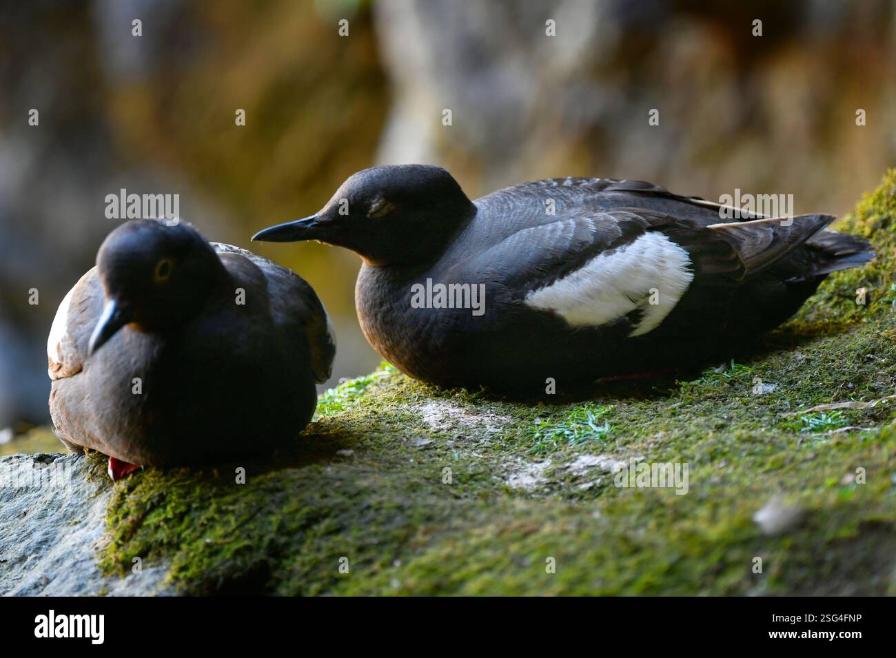 Two Pigeon Guillemots perch on rocks in Sea Lion Cave, on Highway 101 ...