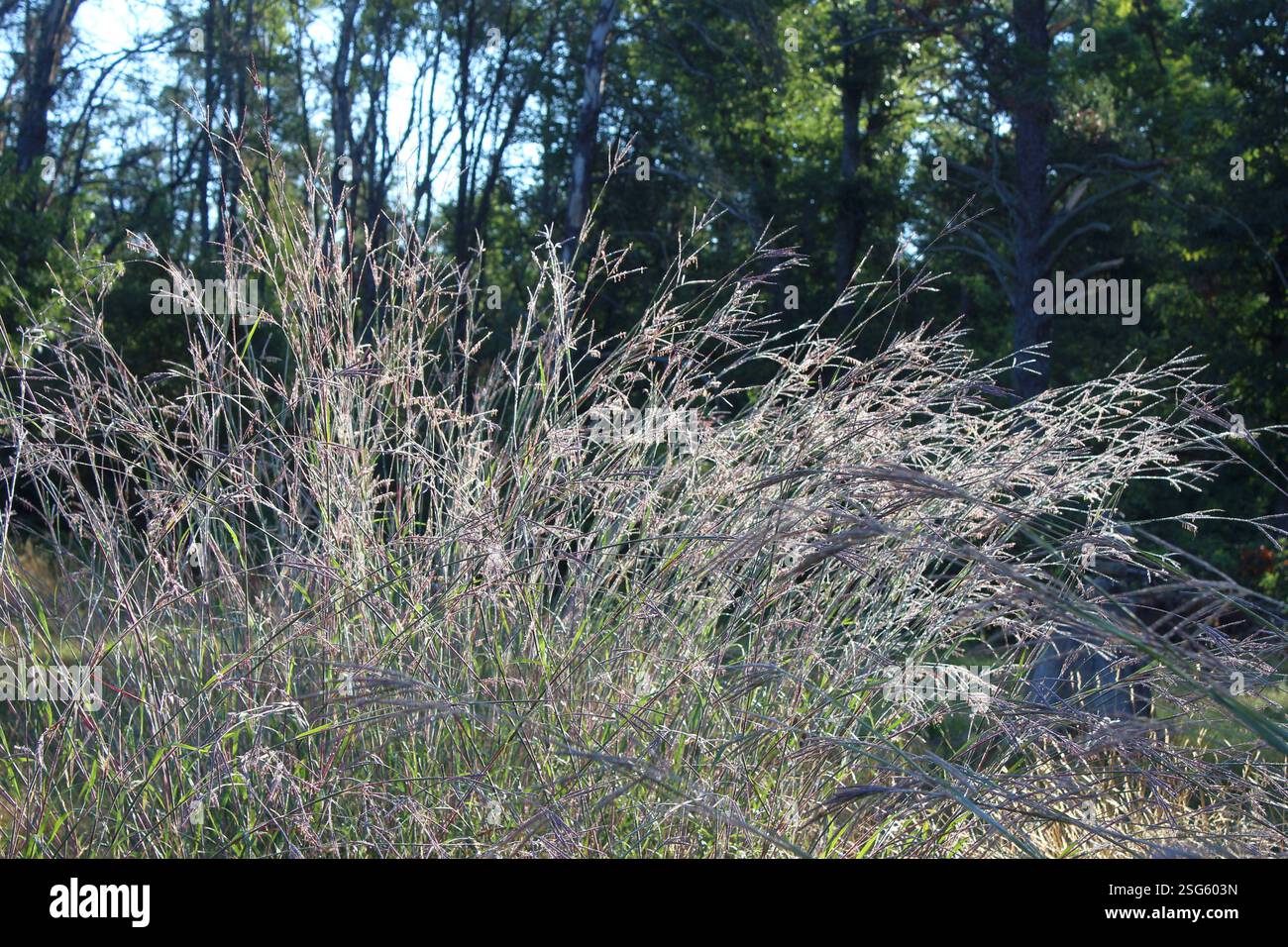 Dew shimmering hi-res stock photography and images - Alamy