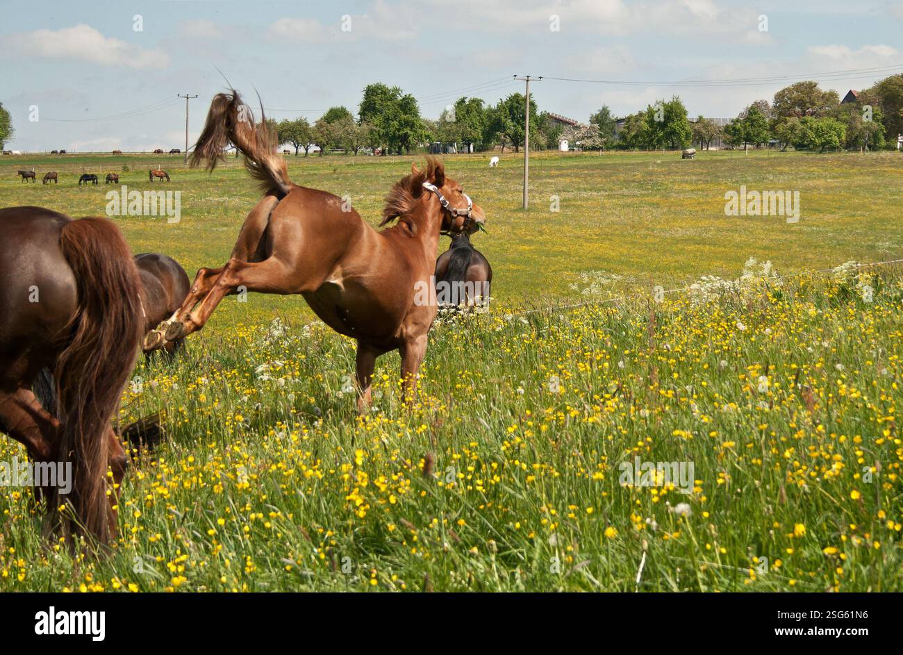Horse buck and kick out, Horses hoof kick attack Stock Photo - Alamy