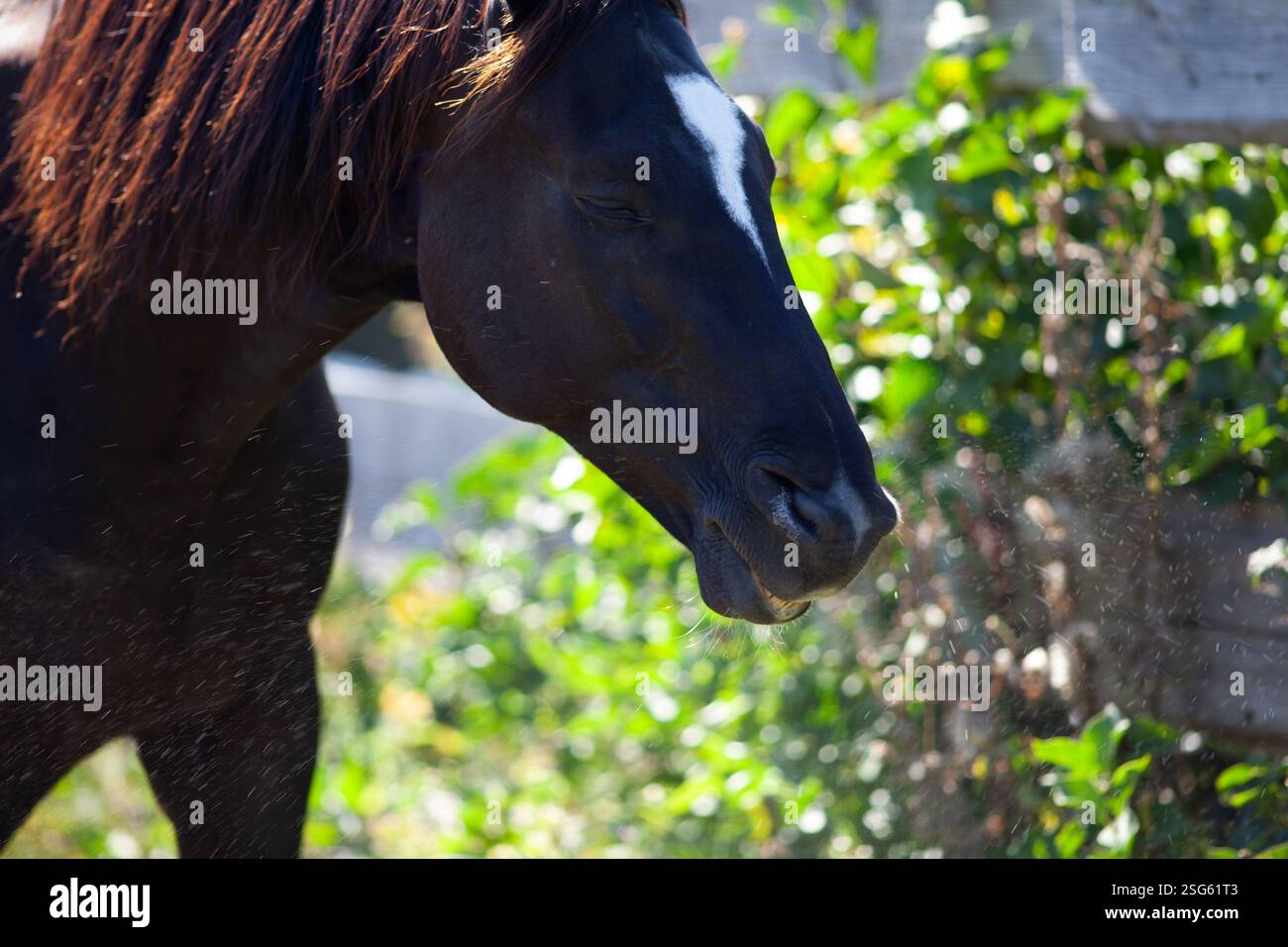 The horse snorts through its nostrils. Allergies and COPD in horses ...