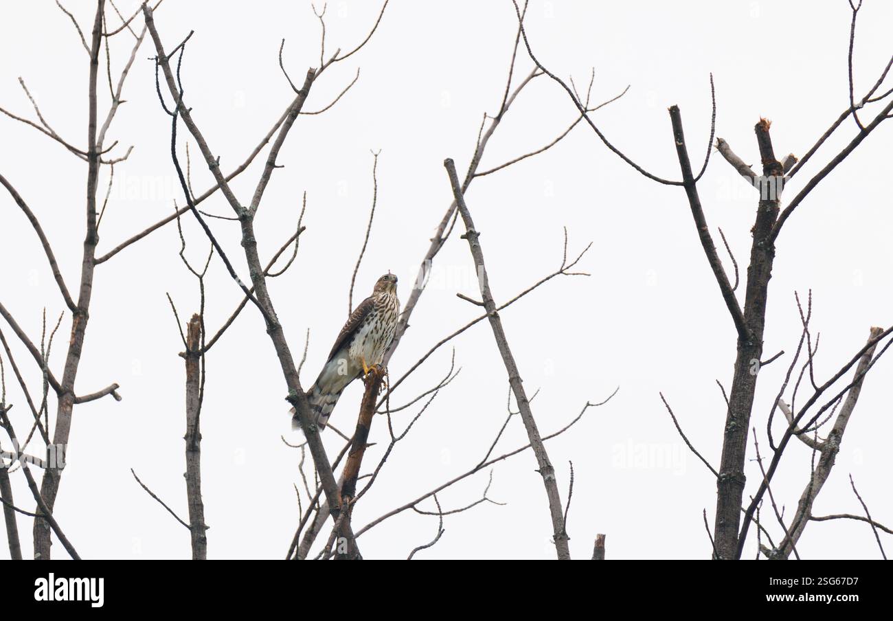 Red tailed hawk perched hi-res stock photography and images - Alamy