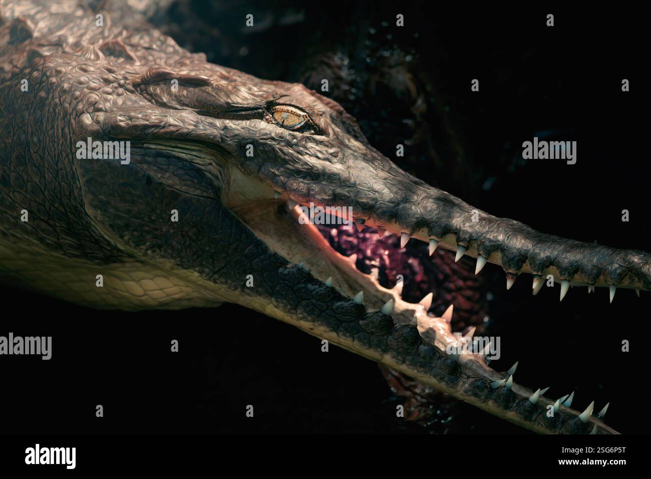 The freshwater crocodile, also known commonly as the Australian ...