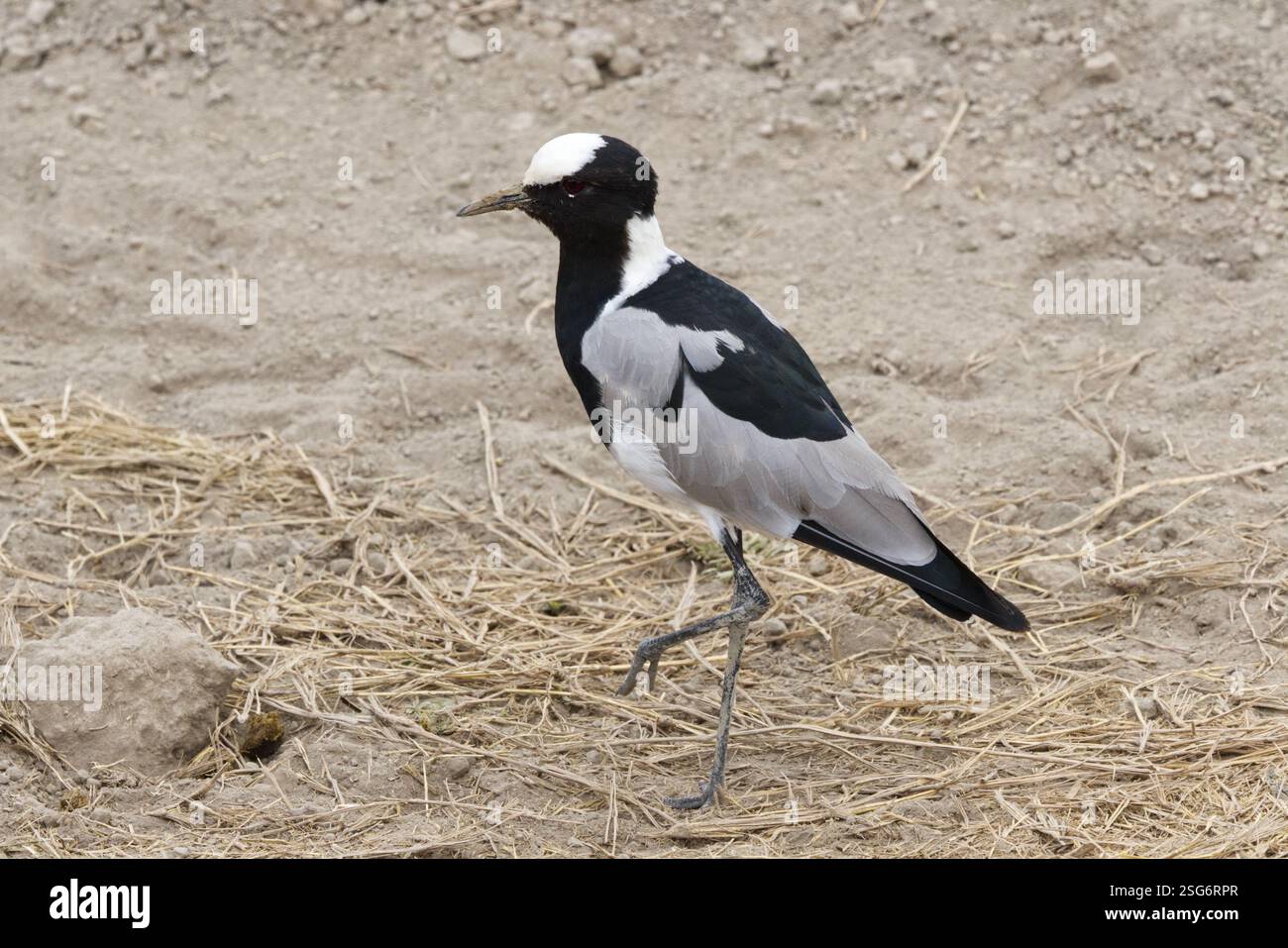 A Blacksmith Lapwing (Vanellus armatus) photographed in the Ngorongoro ...