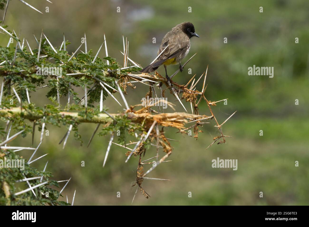 A Common Bulbul (Pycnonotus barbatus) photographed in the Ngorongoro ...