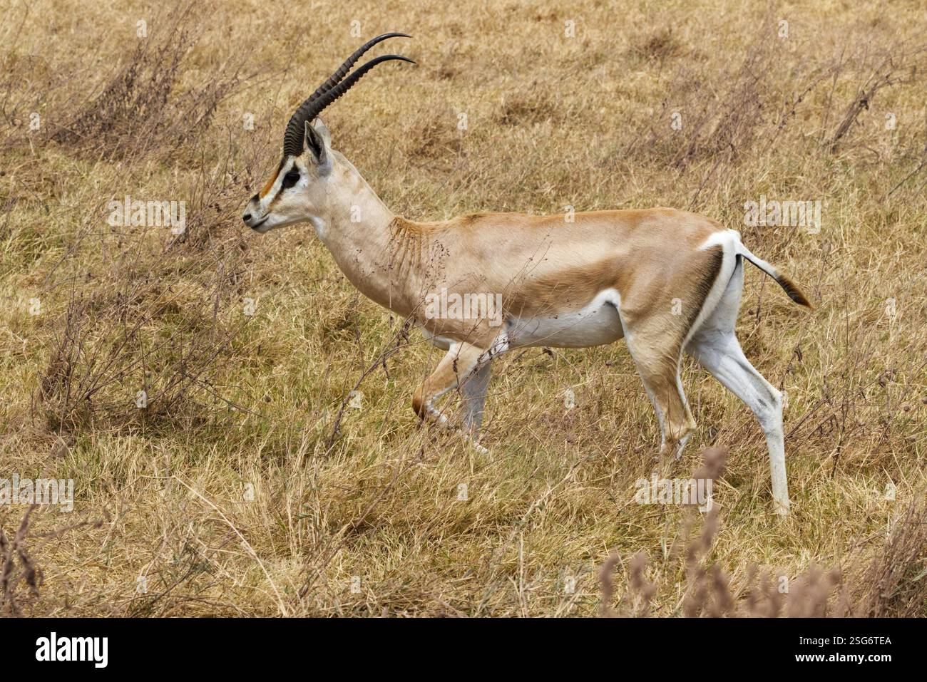 A Grant's Gazelle (Nanger granti) photographed in the Ngorongoro ...