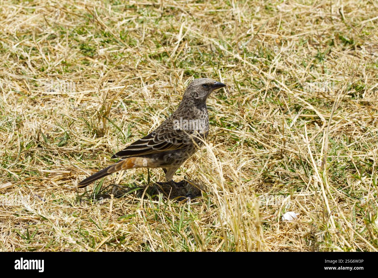 A Rufous-tailed Weaver (Histurgops ruficauda) photographed in the ...