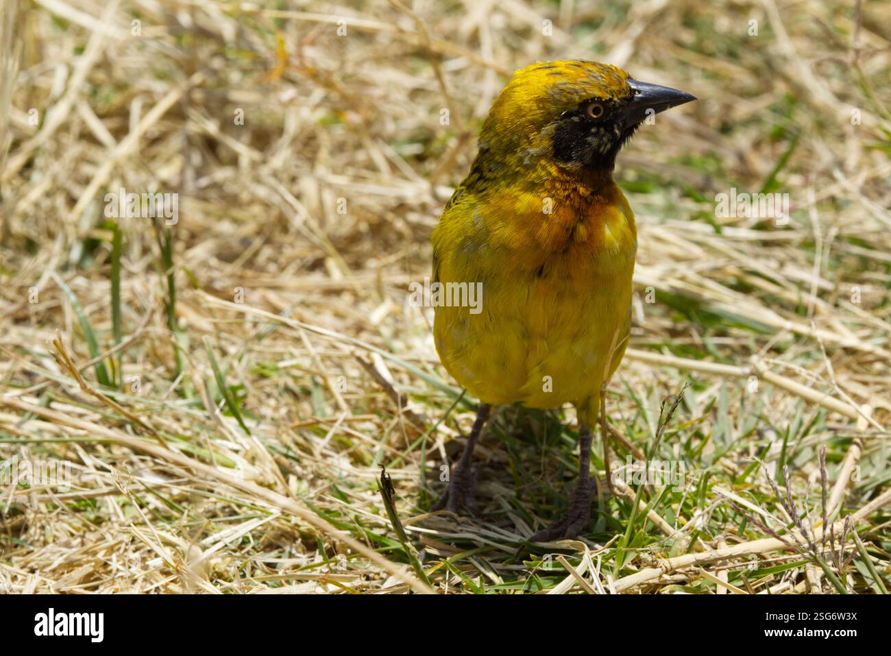 A Speke's weaver (Ploceus spekei) photographed in the Ngorongoro ...
