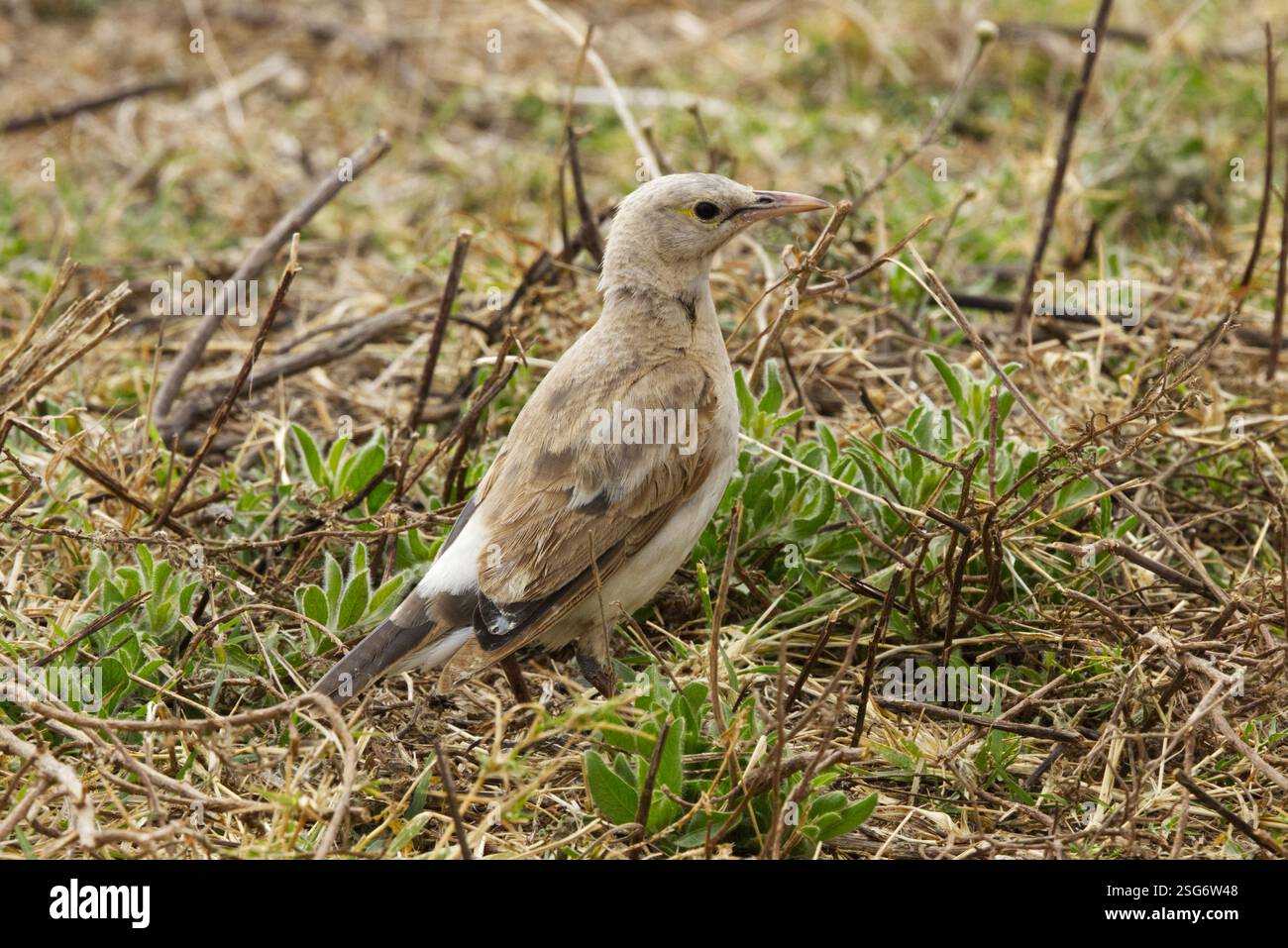 A Wattled Starling (Creatophora cinerea) photographed in the Ngorongoro ...