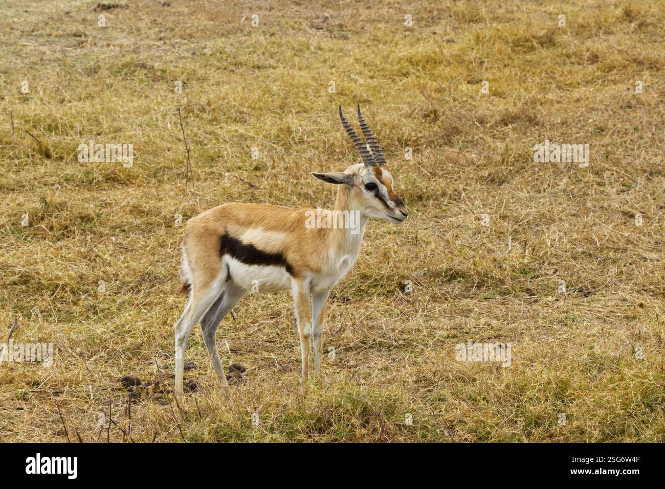 A Thomson's Gazelle (Eudorcas thomsonii )photographed in the Ngorongoro ...