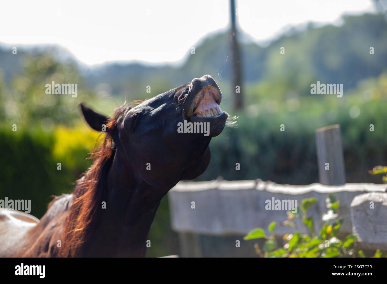 Horse flehming and lifting upper lip. Horse behavior to recognize scent ...