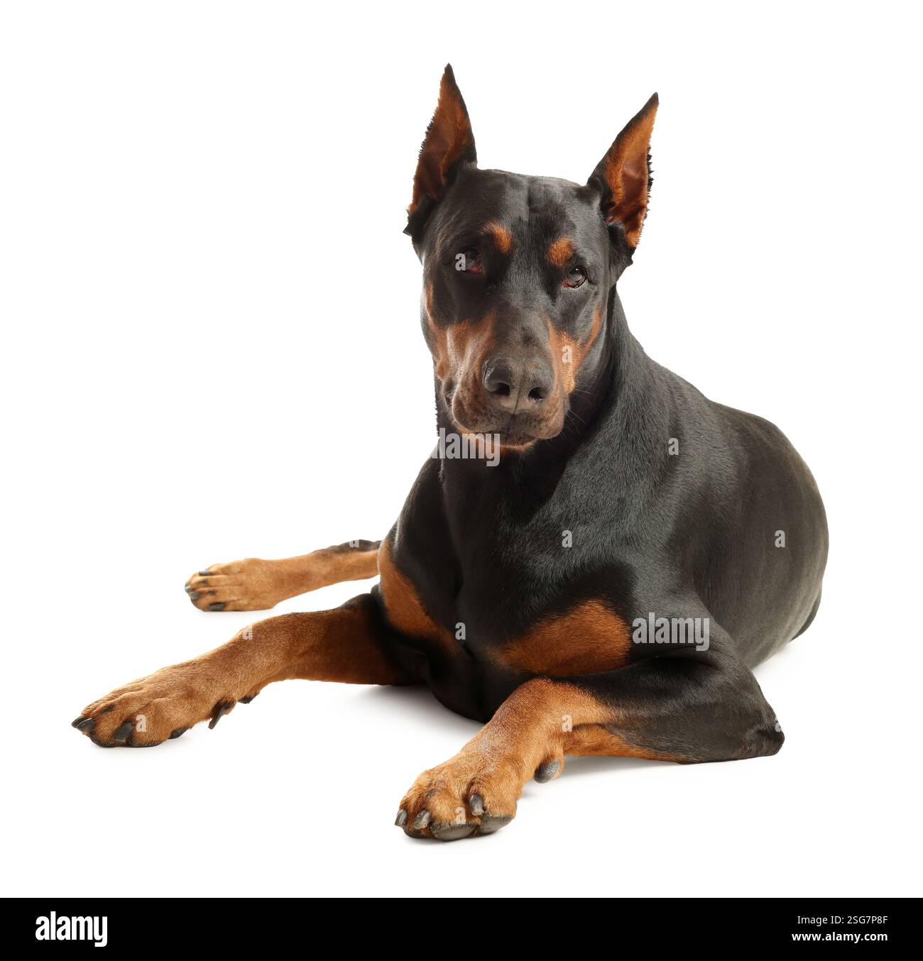 Adorable Doberman on white background. Domestic pet Stock Photo - Alamy