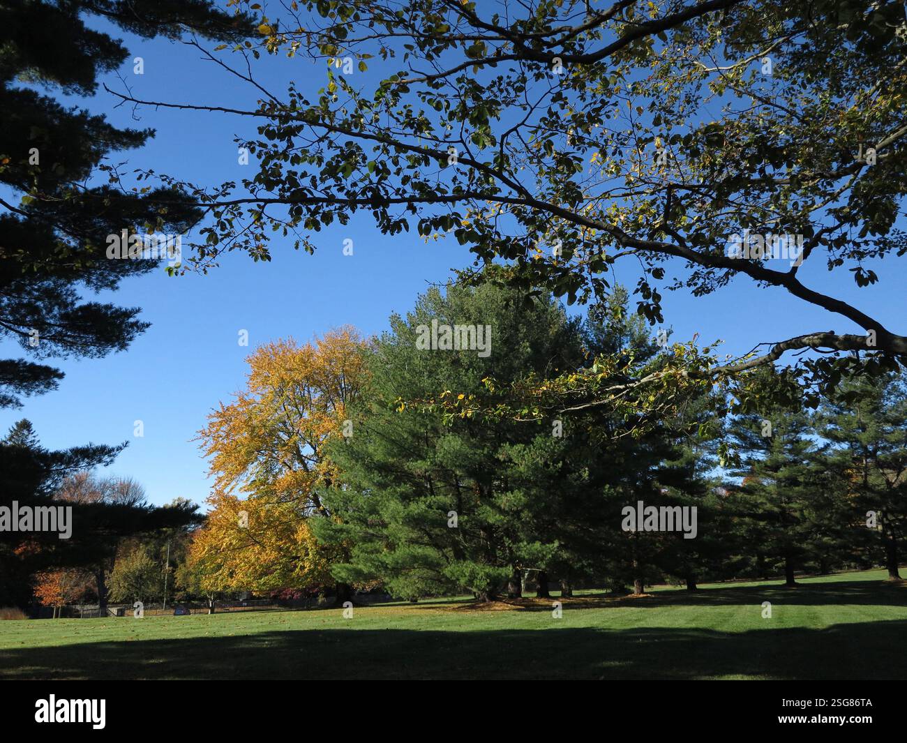 Lush pine trees frame hi-res stock photography and images - Alamy