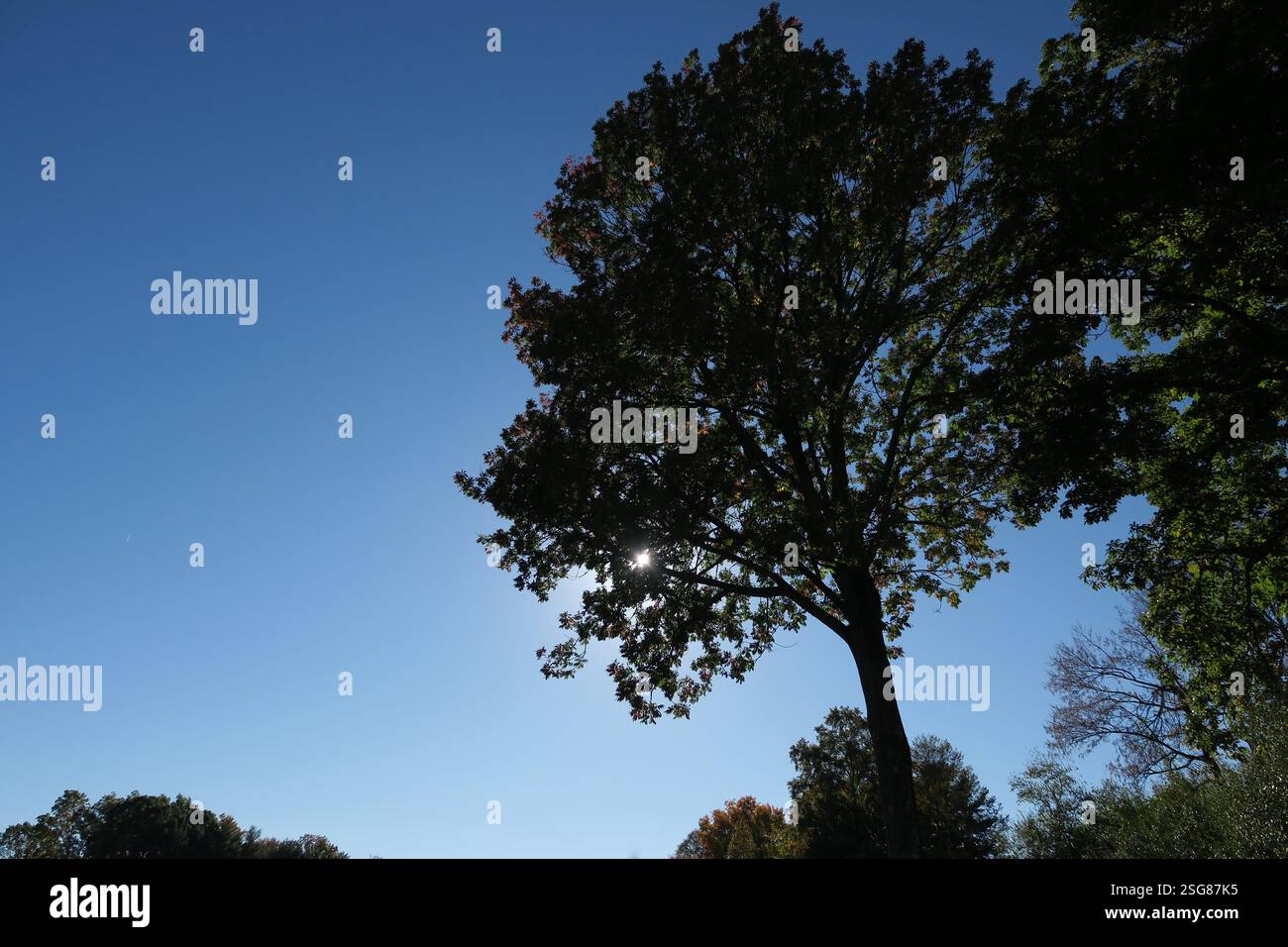 Lush pine trees frame hi-res stock photography and images - Alamy