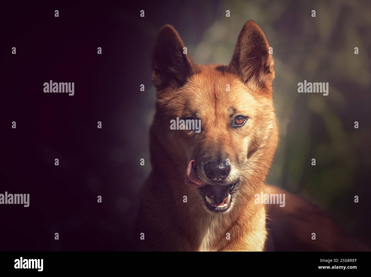 The dingo is an ancient lineage of dog found in Australia. It is a ...