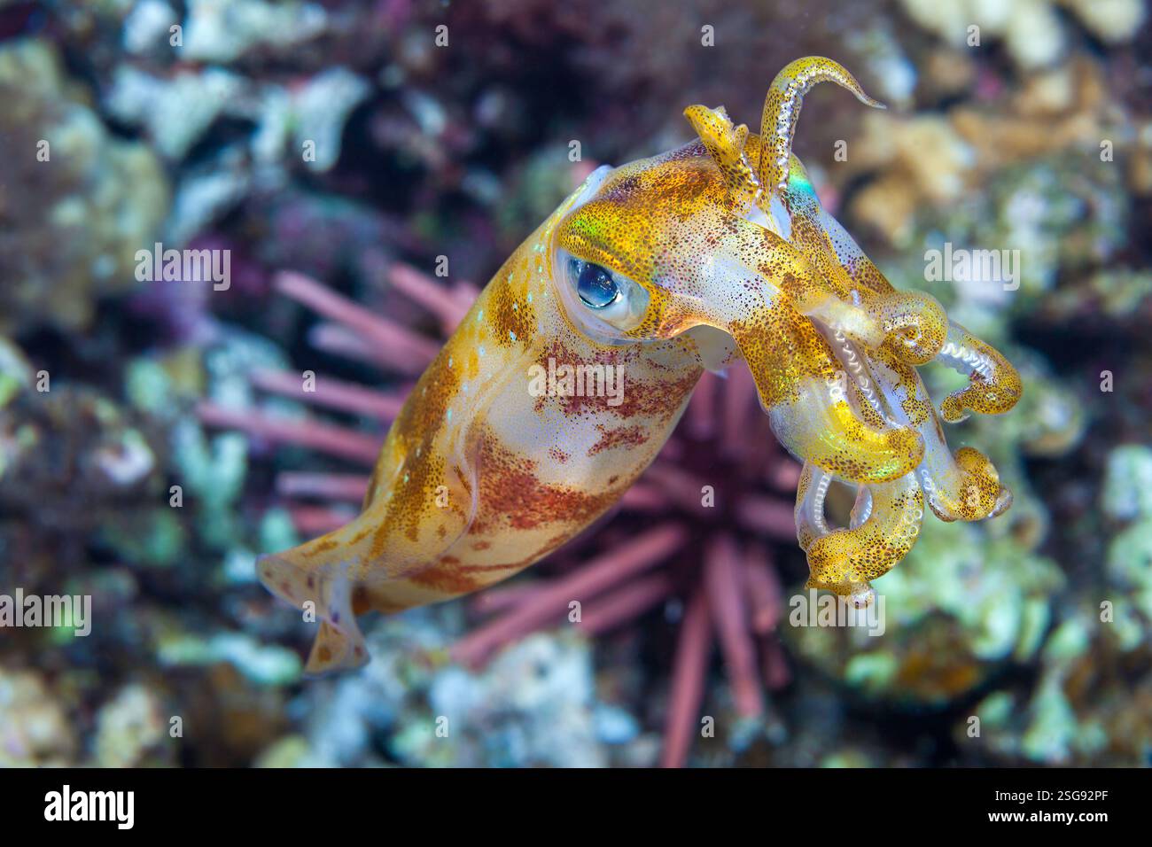 Living loliginidae hi-res stock photography and images - Alamy