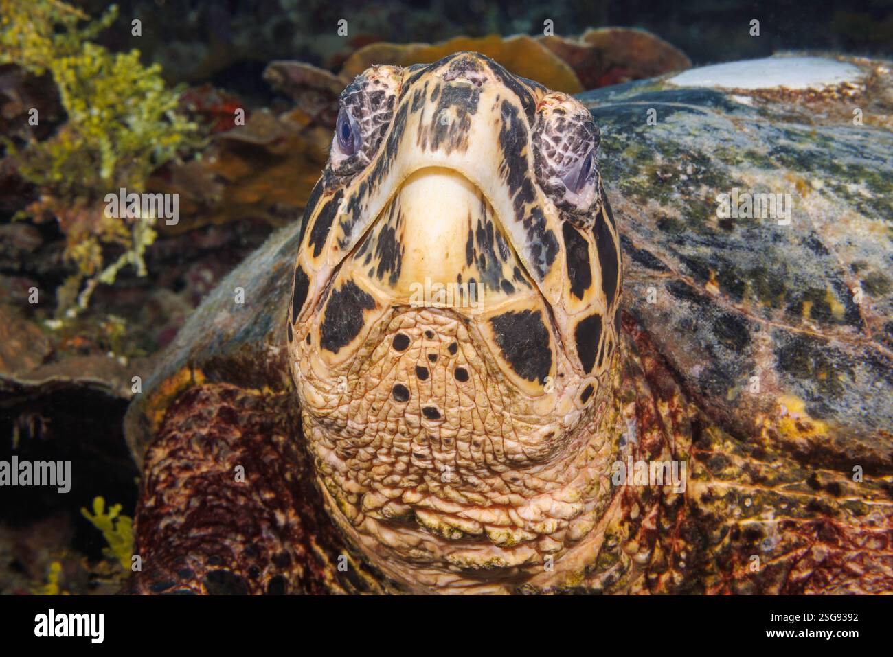 This Indo-Pacific Hawksbill turtle, Eretmochelys imbricata, has a flat ...