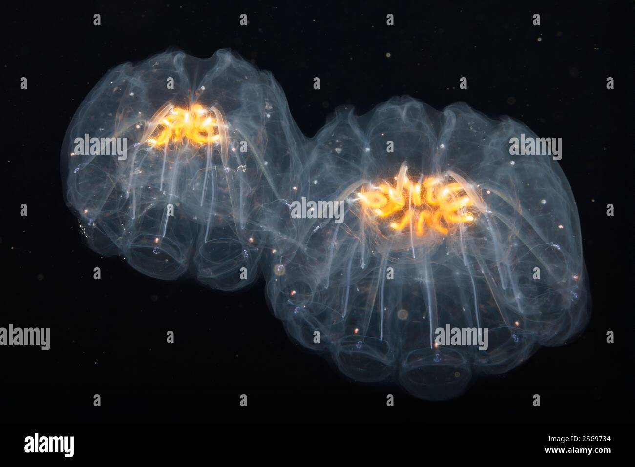 A colony of common salps, Salpa fusiformis, or pelagic tunicates, the ...