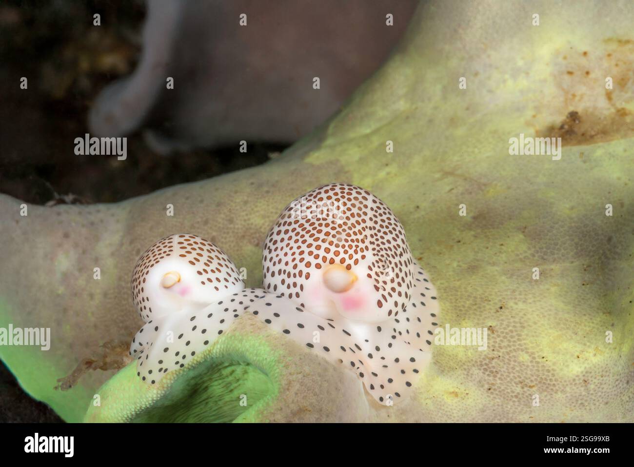These allied cowries, Calpurnus verrucosus, are pictured on leather ...