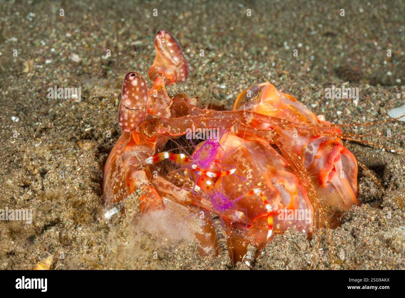 Two blue banded boxer shrimp, Stenopus tenuirostris, with a spearing ...