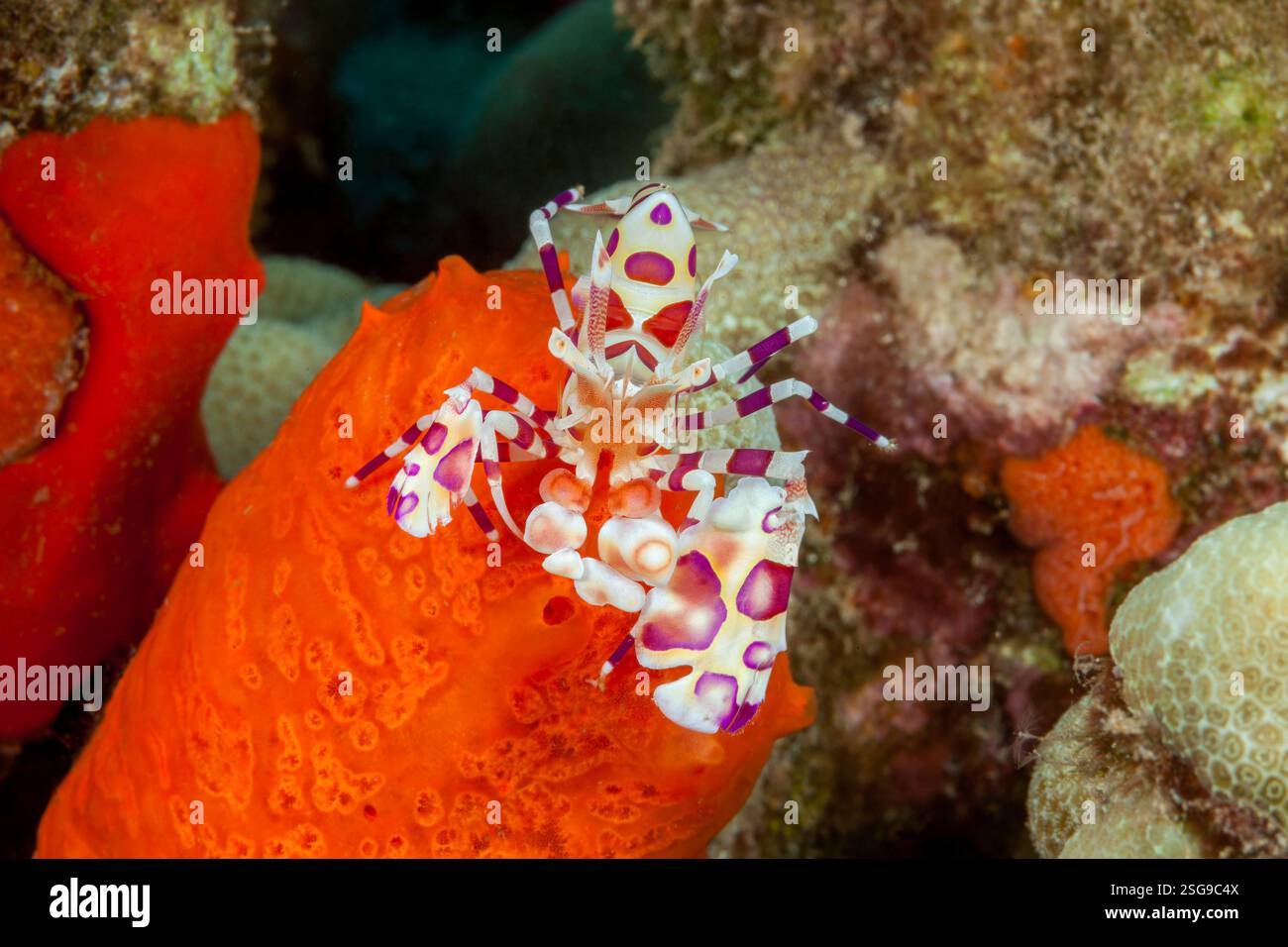 Harlequin shrimp, Hymenocera picta, Hawaii. There are two species of ...